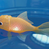 KOI TOY – Genuine Fred